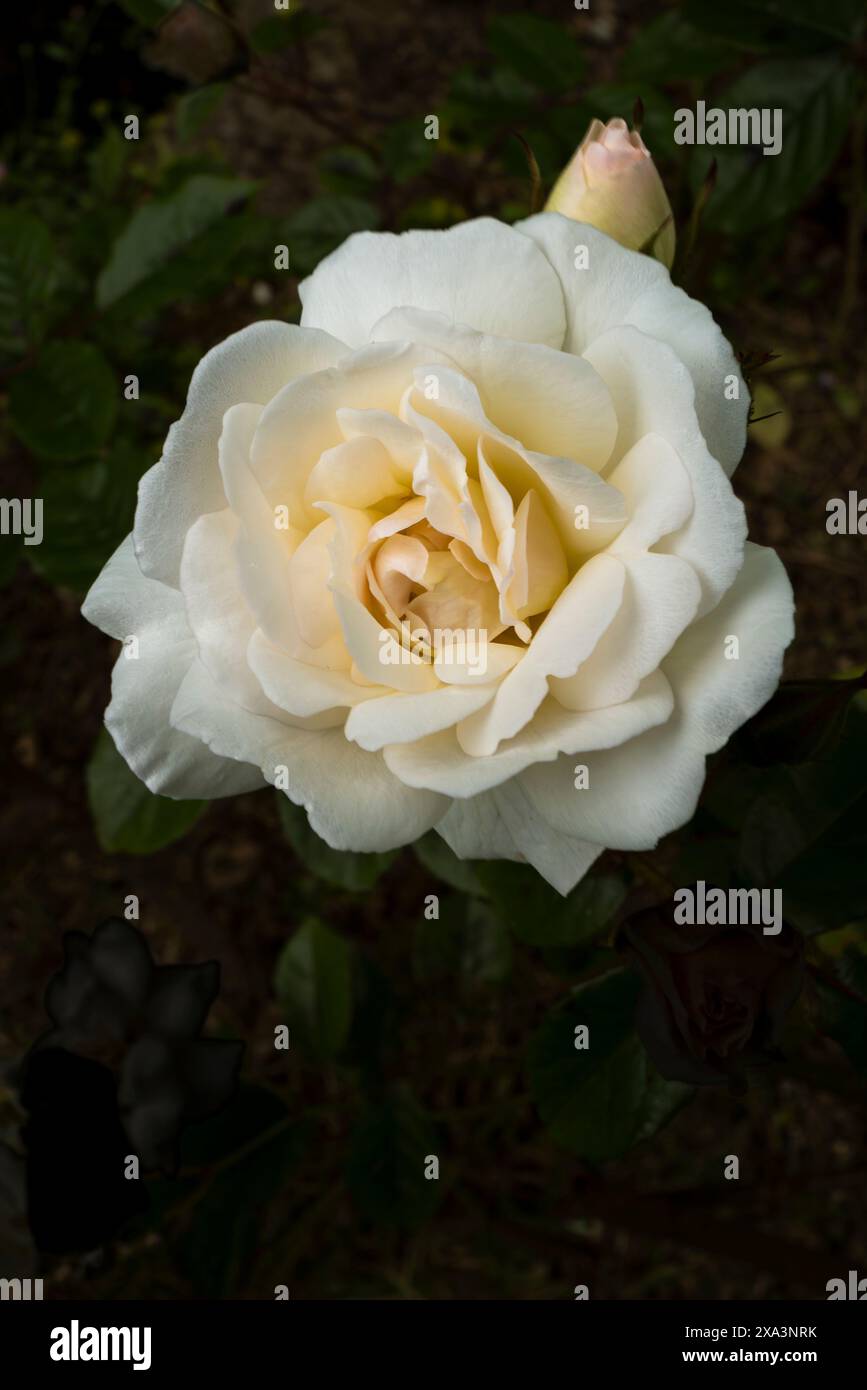Rosa Moonlight a shrub rose growing in a garden in the UK Stock Photo ...