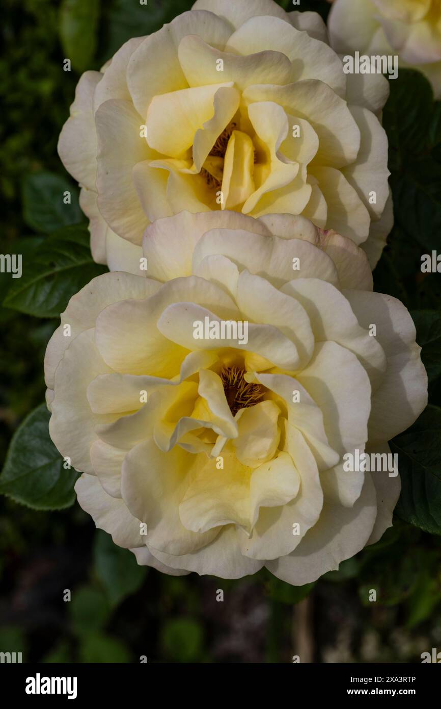 Rose "Peace" flowering on the first day of summer Stock Photo - Alamy