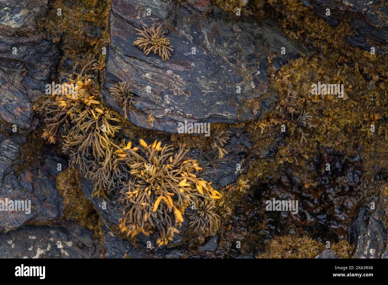 Algas fucus hi-res stock photography and images - Alamy