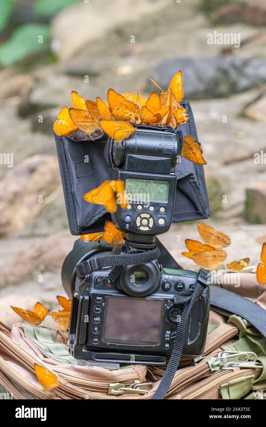 Camera and Butterflies [common yeoman] Stock Photo - Alamy
