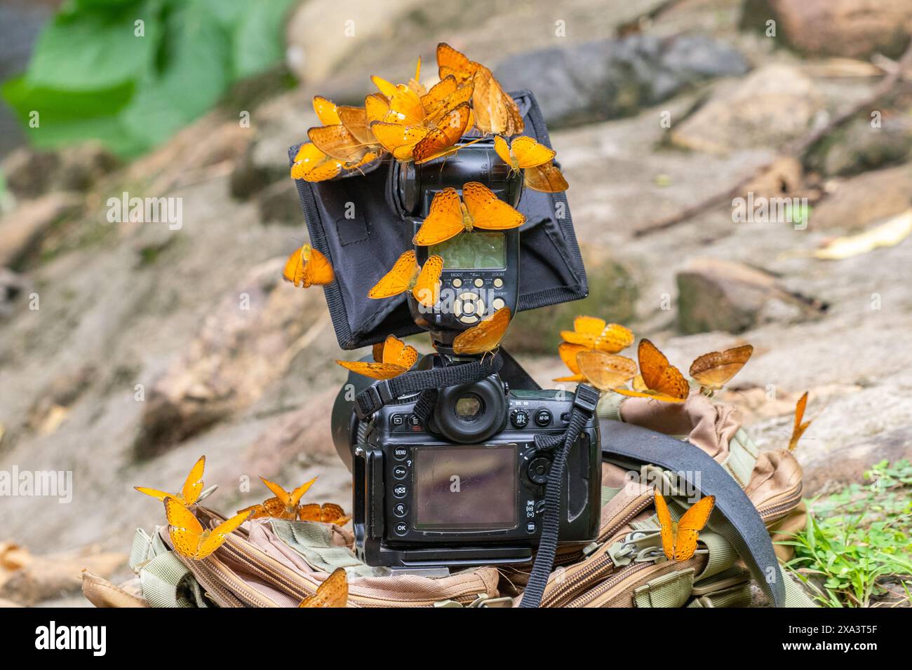 Camera and Butterflies [common yeoman] Stock Photo - Alamy