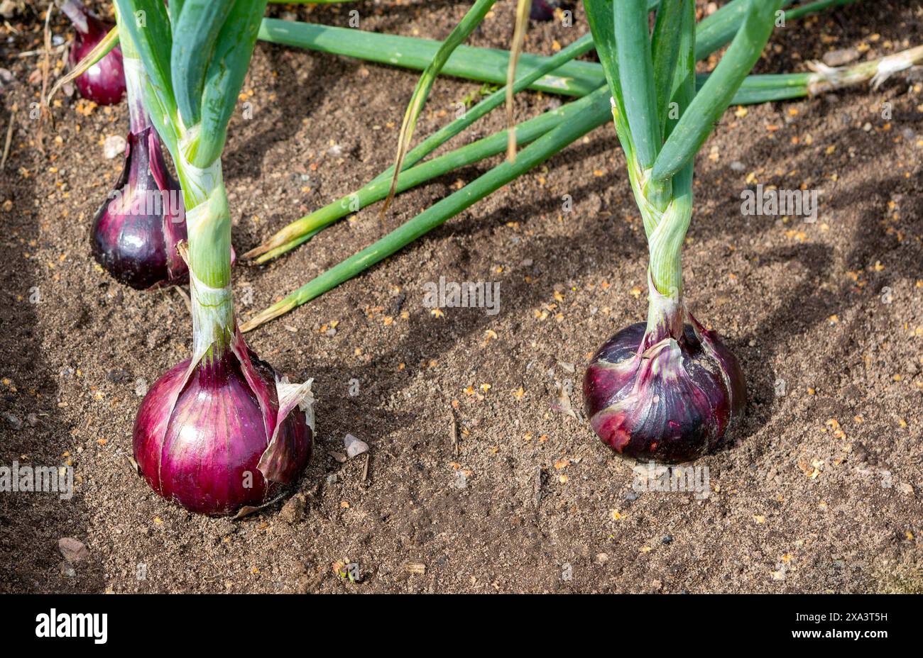 Growing plants onion plantation hi-res stock photography and images - Alamy