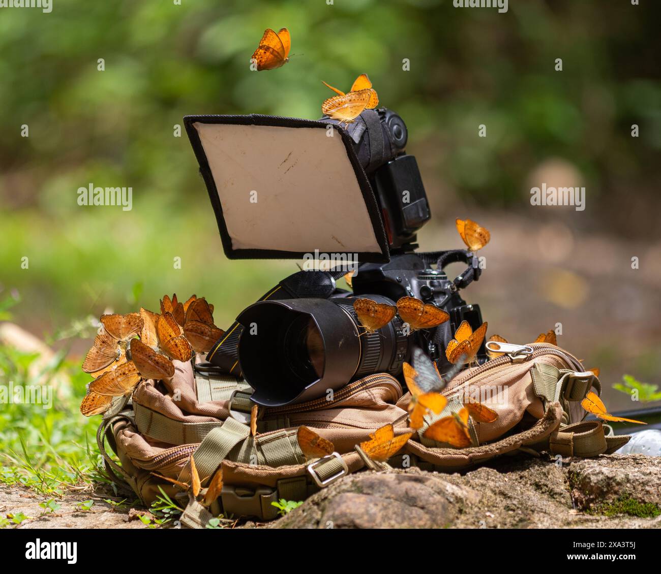 Camera and Butterflies [common yeoman] Stock Photo - Alamy