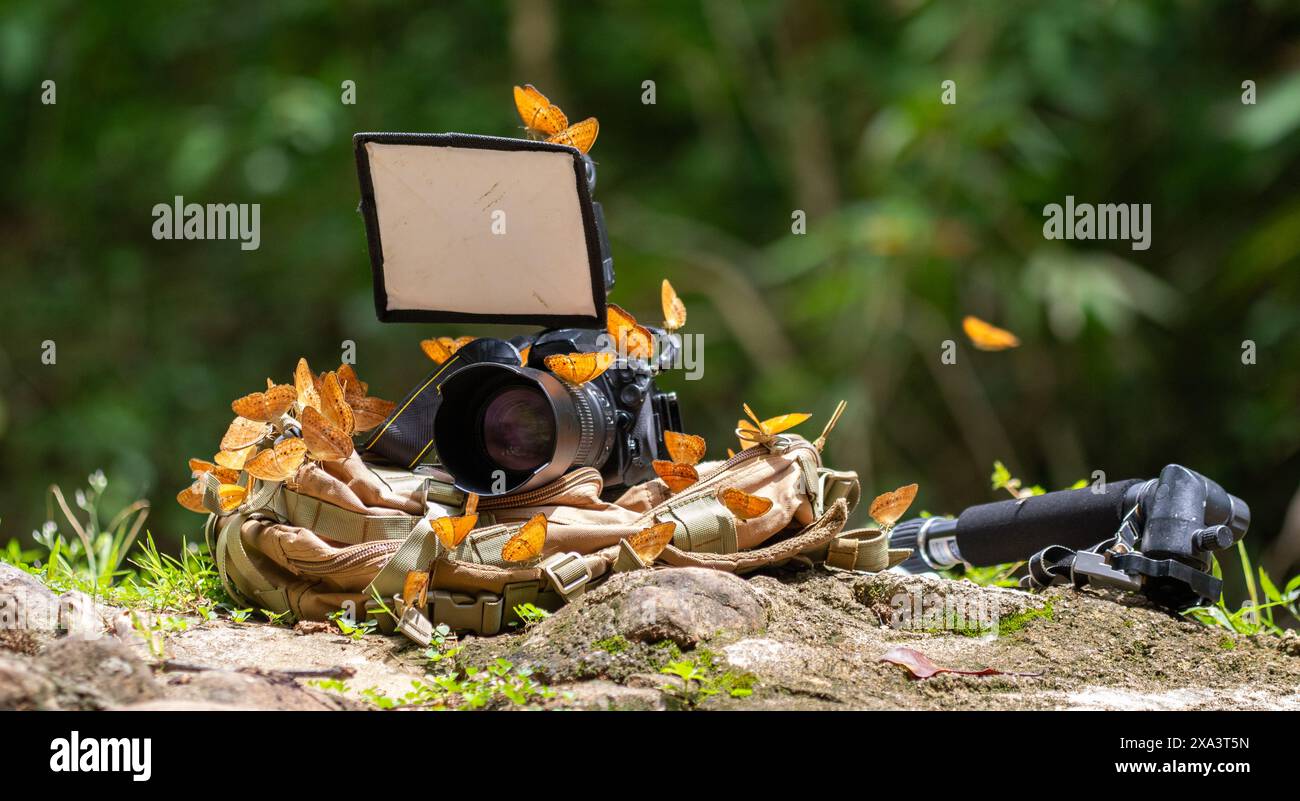 Camera and Butterflies [common yeoman] Stock Photo - Alamy