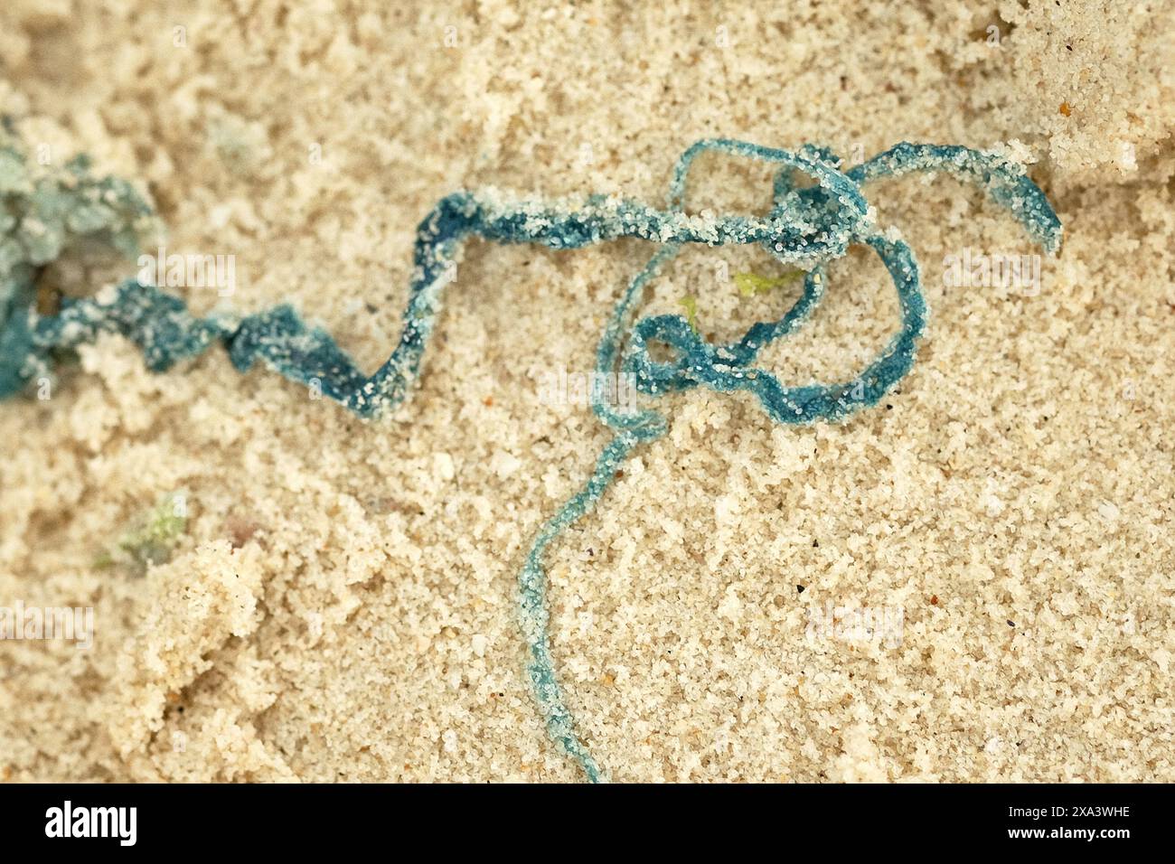 Close up of a Bluebottle blue stinger tentacle, a sinuous tangled cord ...