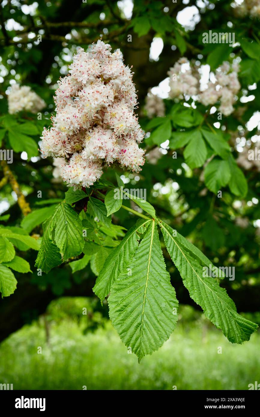 Common Horse Chestnut Flowers in a tree. Aesculus Hippocastanum Stock ...