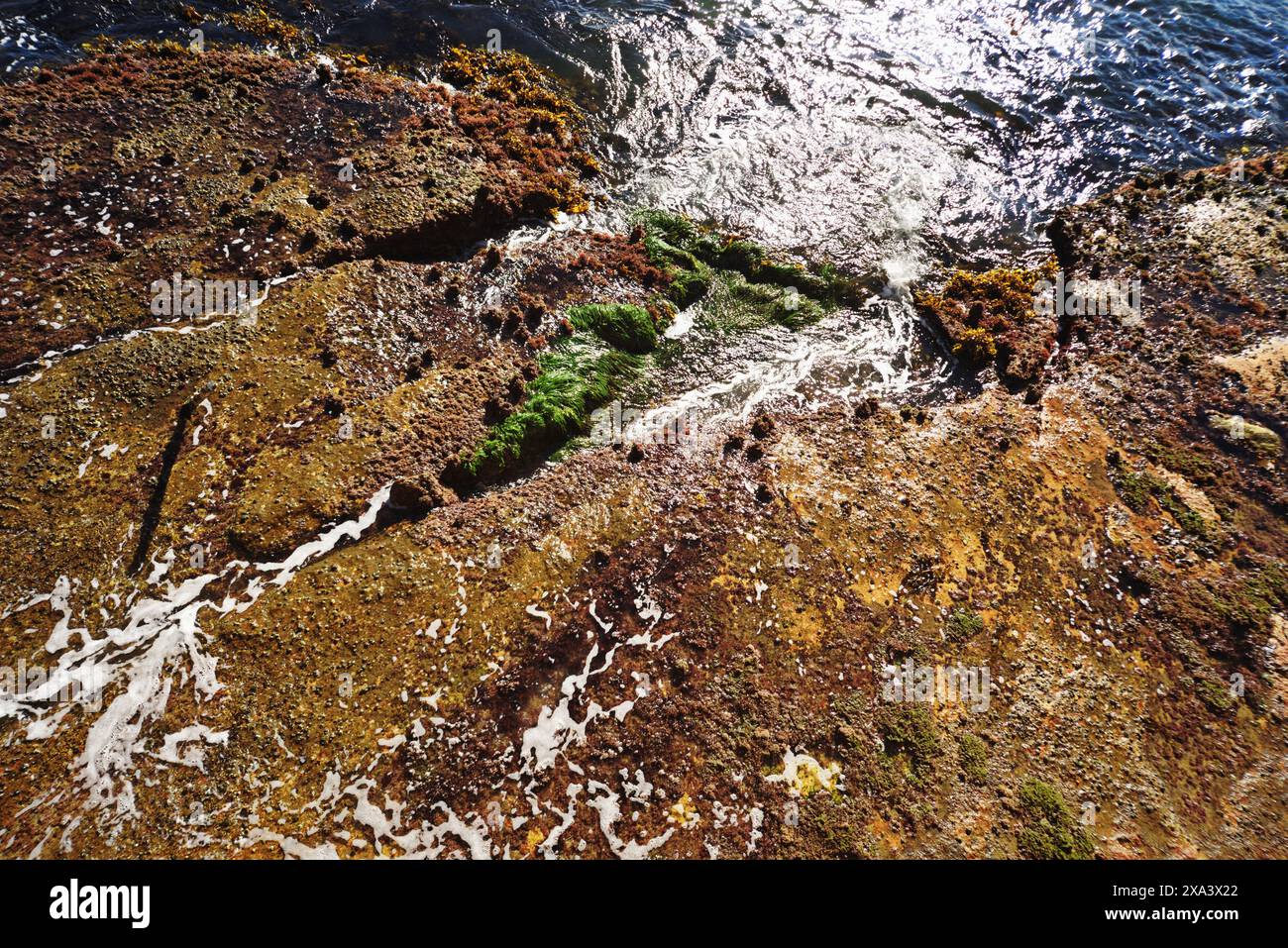 Rock Pool, and Neptune's Necklace (Hormosira banksii) on the rock shelf ...