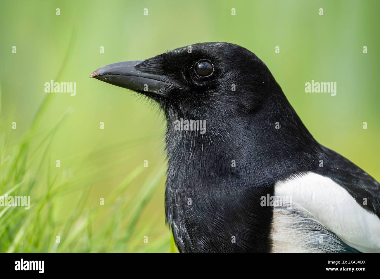 Portrait of a Magpie Stock Photo - Alamy