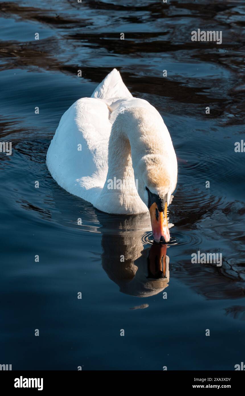 White bird photography hi-res stock photography and images - Alamy