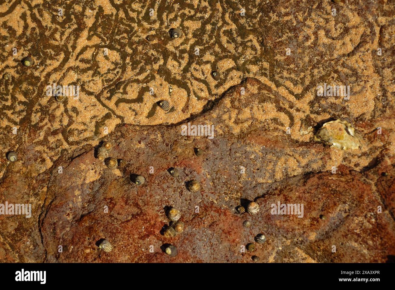On the rock shelf at North Narrabeen, organic patterns in sand, red ...