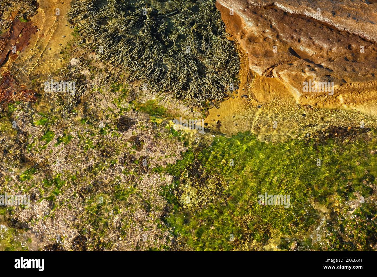 On the rock shelf at North Narrabeen, hohormosira banksii, sandstone ...