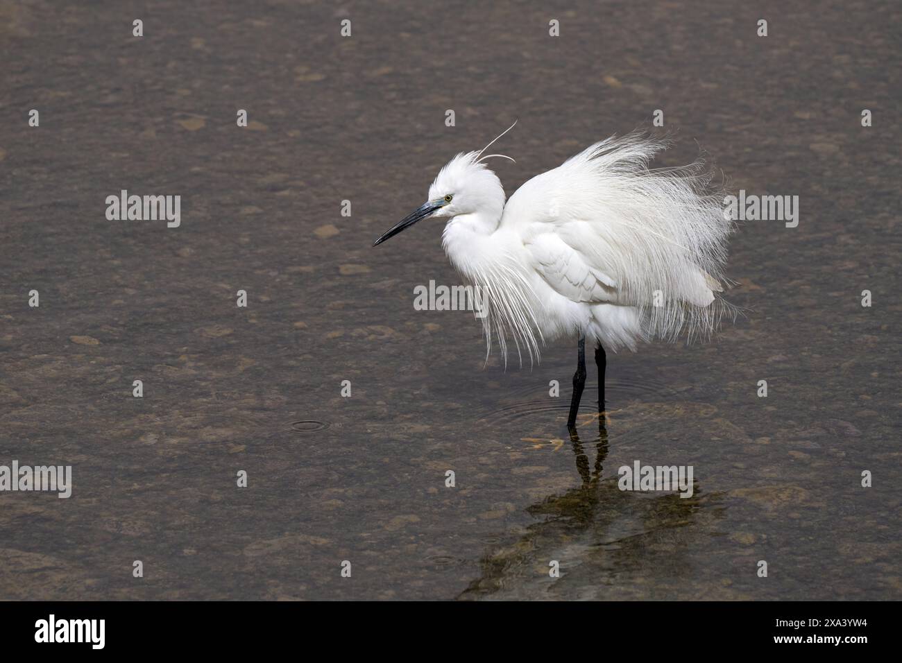 Little Egret (Egretta garzetta) with fluffed up breeding plumage ...