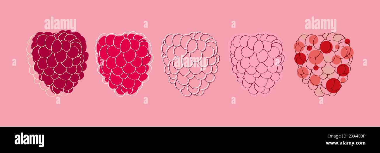 Five Stages of a Raspberry Illustration Stock Vector Image & Art - Alamy