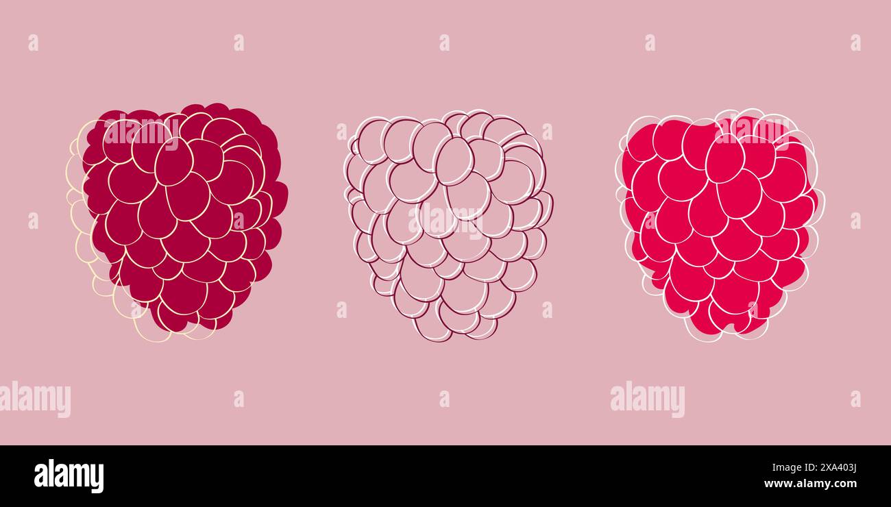 Raspberries various stages ripeness Stock Vector Images - Alamy