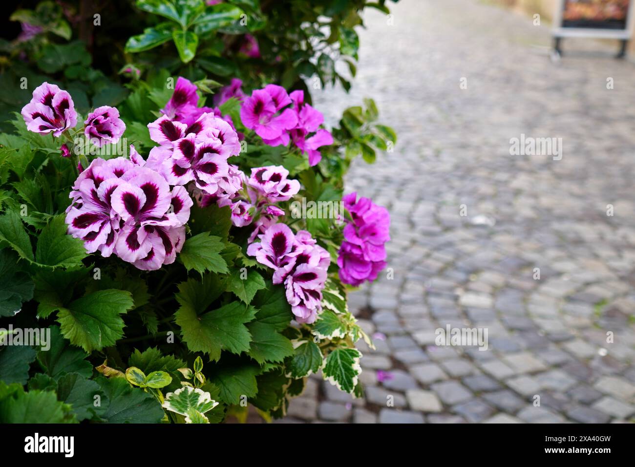 Pink blooming geranium flowers in pots on side of cobbled pedestrian ...