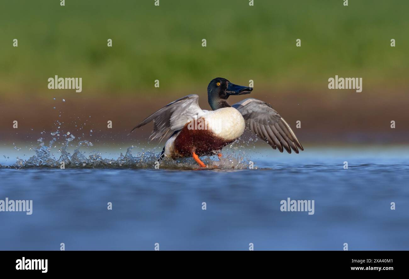 Male Northern Shovelers (Spatula clypeata) glides on water surface ...