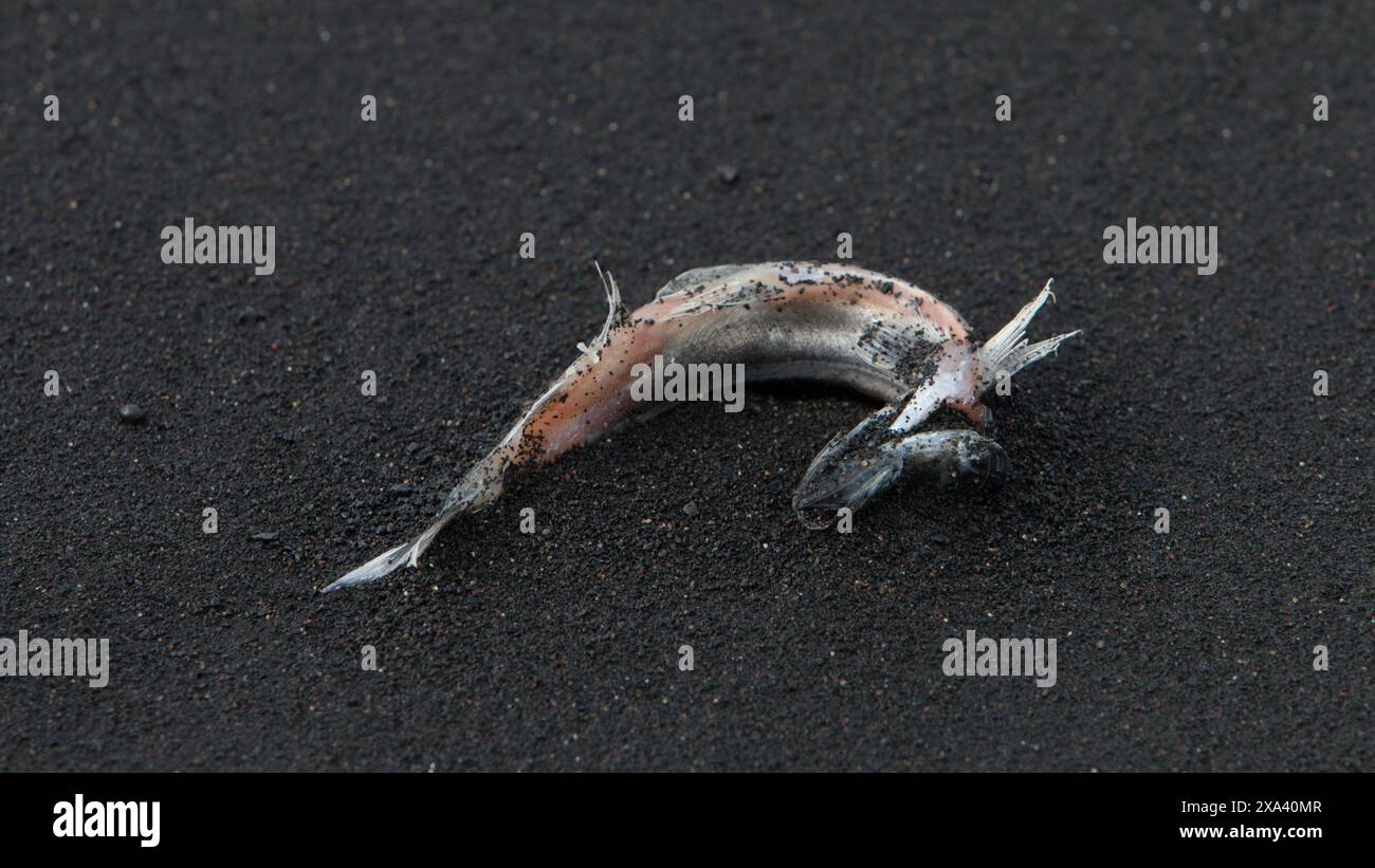 Dead fish lying on hi-res stock photography and images - Alamy