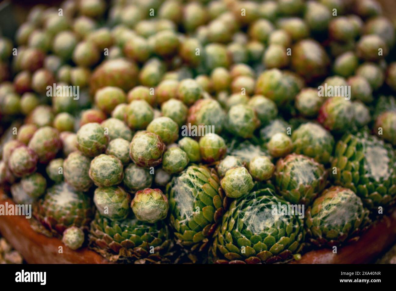 Carpet of sempervivum arachnoideum plant cluster grow in a pot in cacti ...