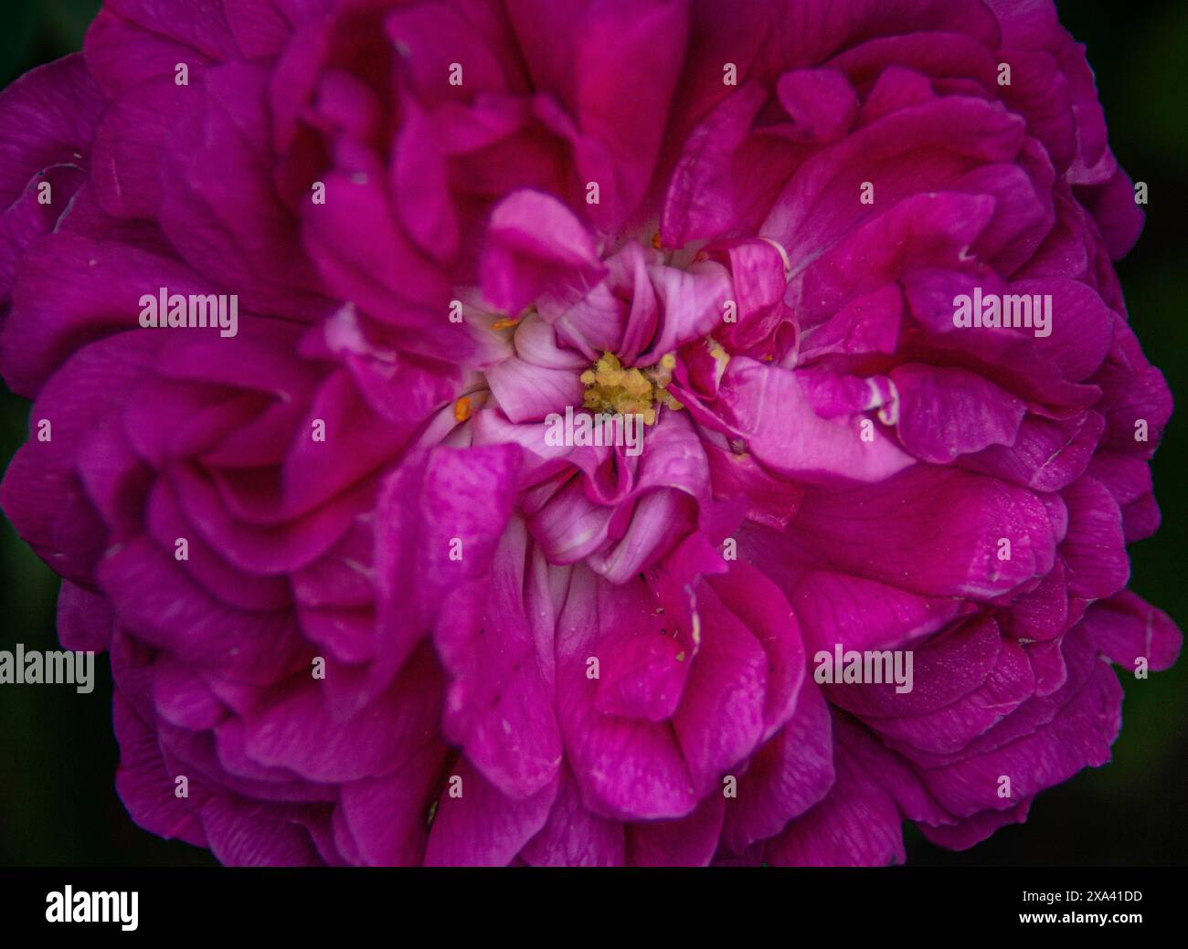 Central pink bloom hi-res stock photography and images - Alamy