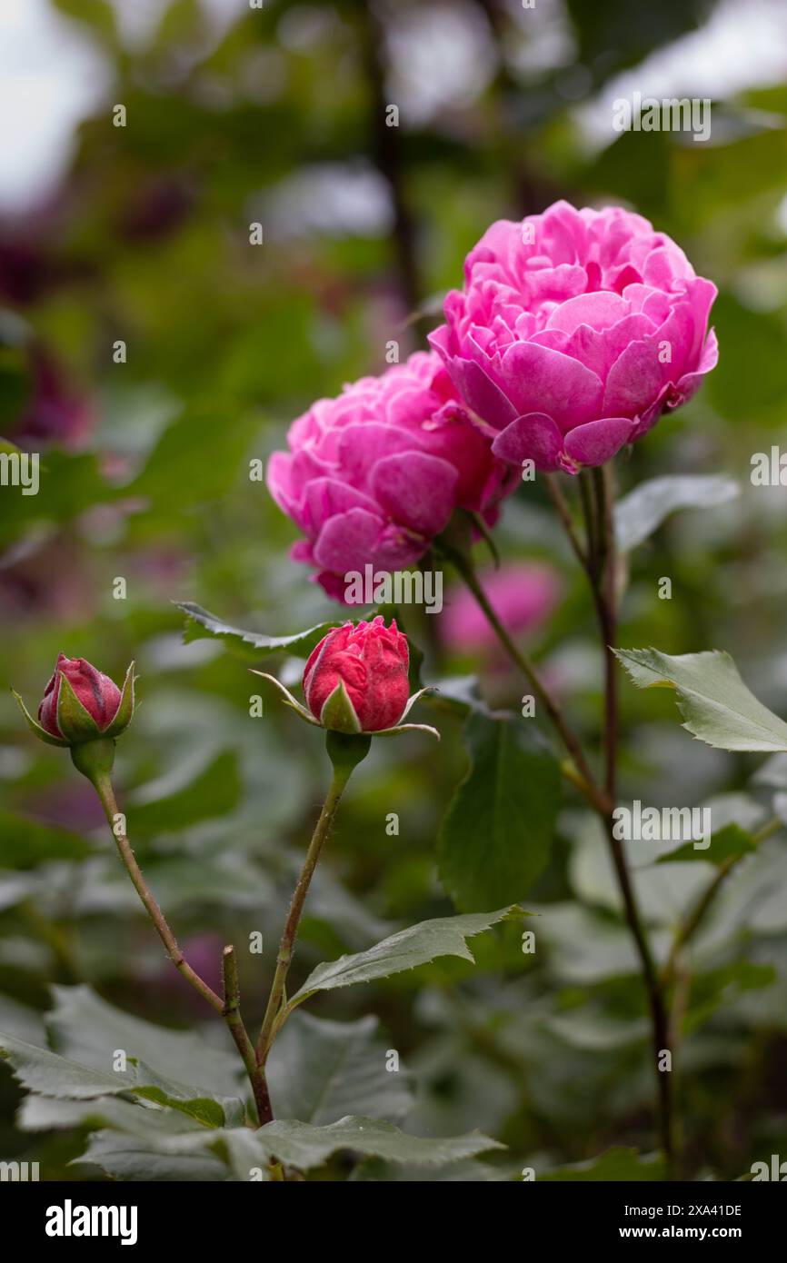 Central pink bloom hi-res stock photography and images - Alamy