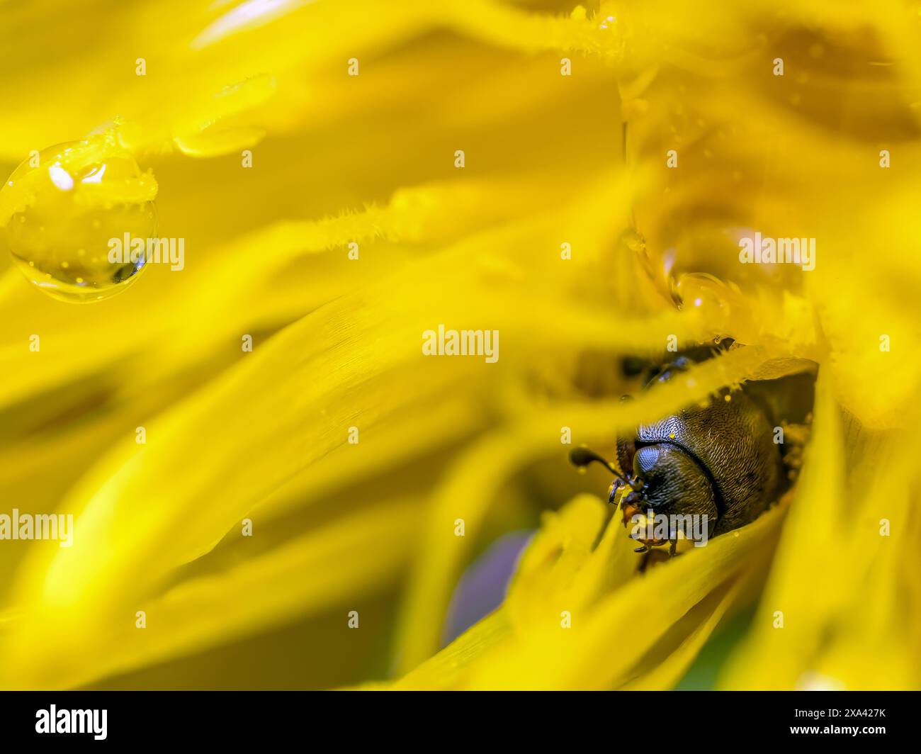 Pollen beetle hi-res stock photography and images - Alamy