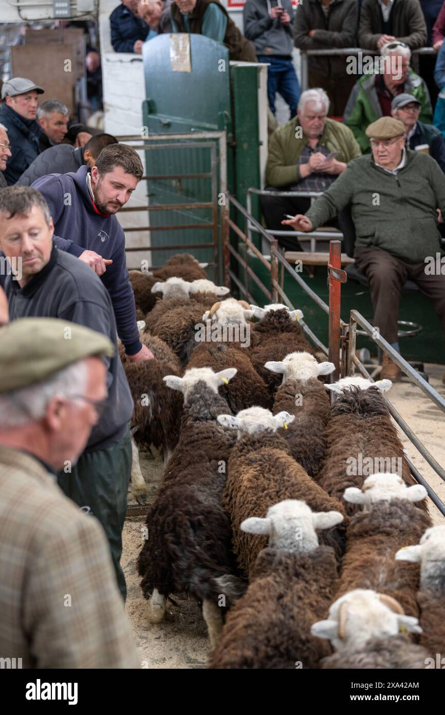 Hawes livestock auction market wensleydale hi-res stock photography and ...