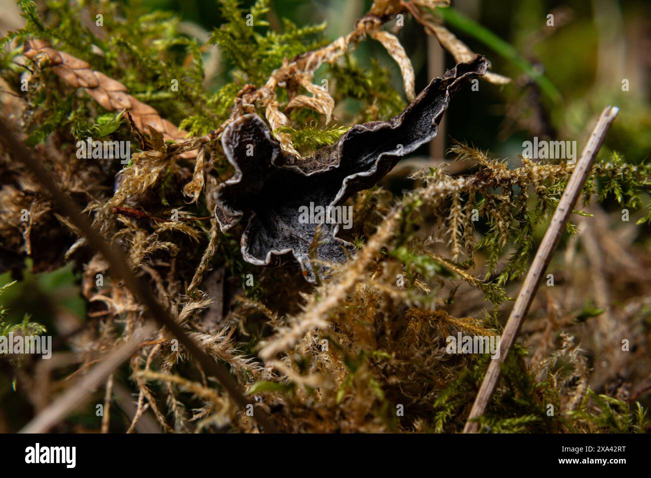 Ambient visual hi-res stock photography and images - Alamy