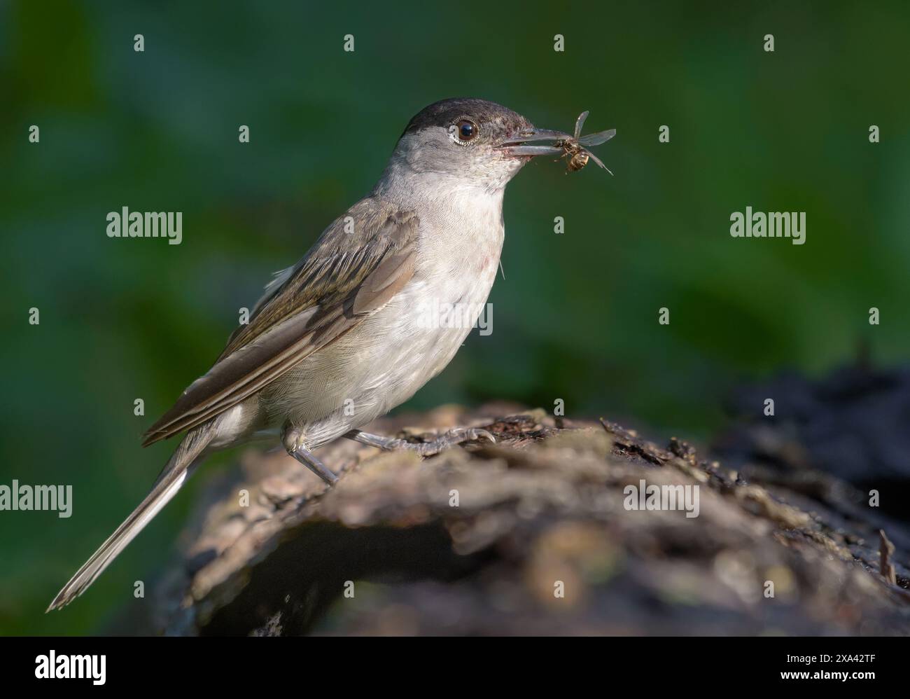 Male Eurasian blackcap (sylvia atricapilla) posing on an fallen tree ...