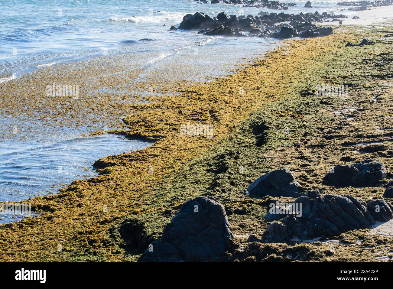 Seaside of a beach with lots of seaweed on the sand. Preserved nature ...
