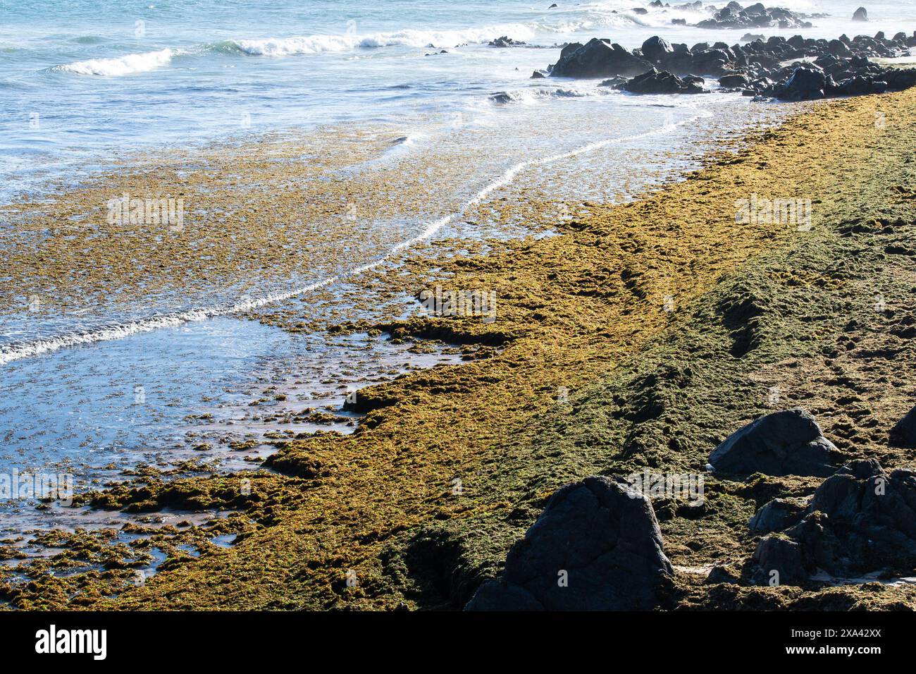 Seaside beach lots seaweed hi-res stock photography and images - Alamy