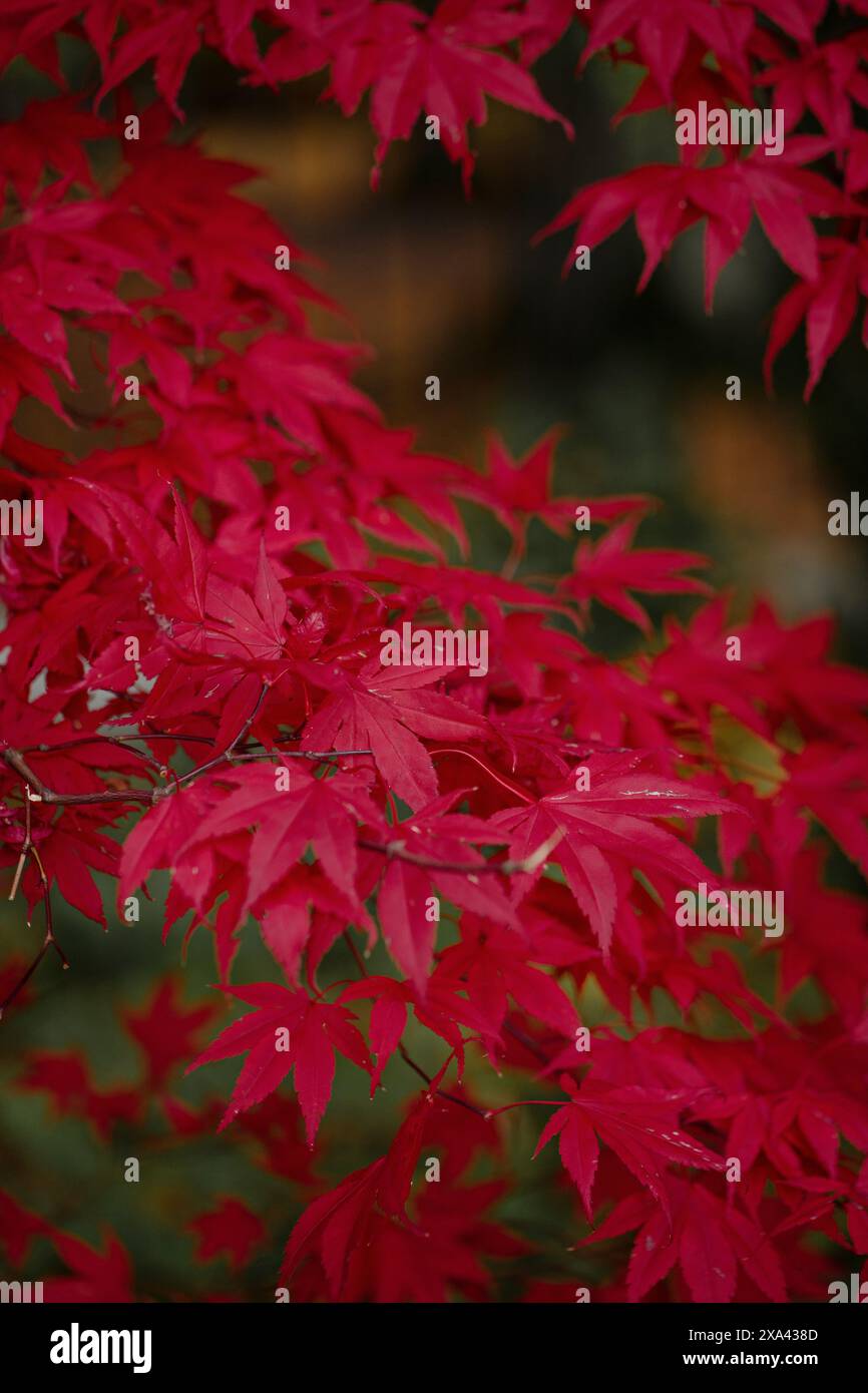 Beautiful bright warm red leaves of a Japanese Maple tree called "Acer ...