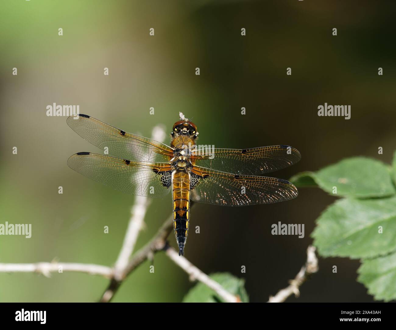 Four wings insect hi-res stock photography and images - Alamy