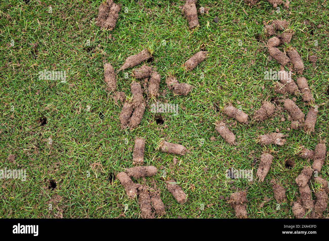 Detail of soil rolls on the lawn after aeration with empty pins Stock ...