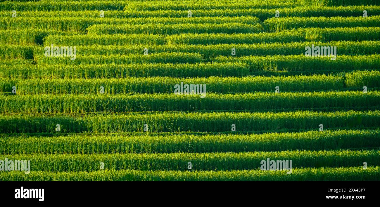Landscape of green rice terrace with sunlight. Nature landscape. Green ...