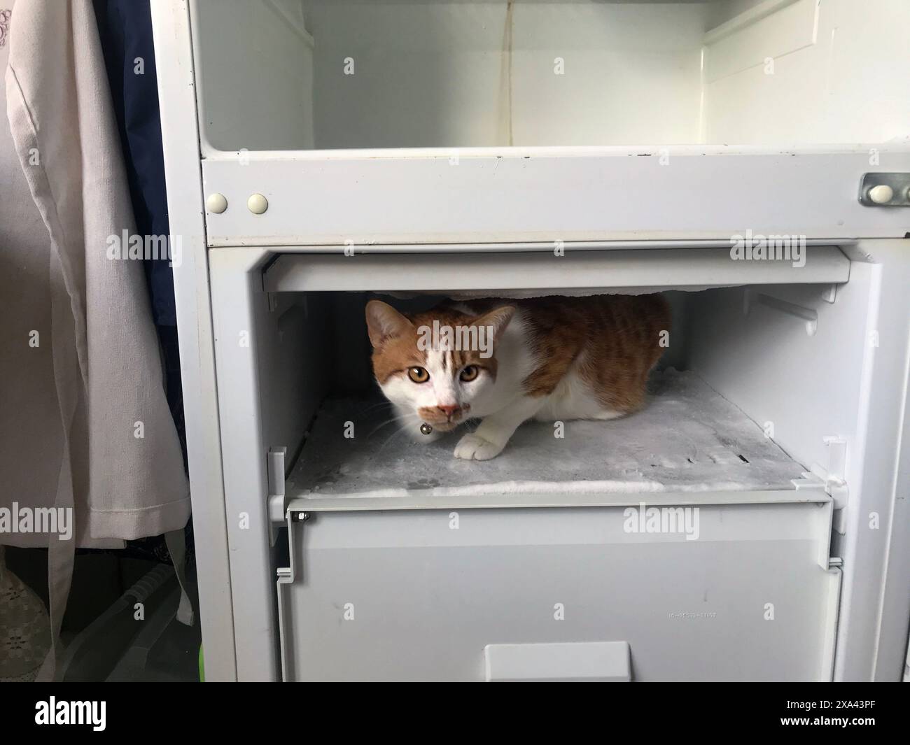 The cat is sitting in the open refrigerator. Peeking out of the freezer ...