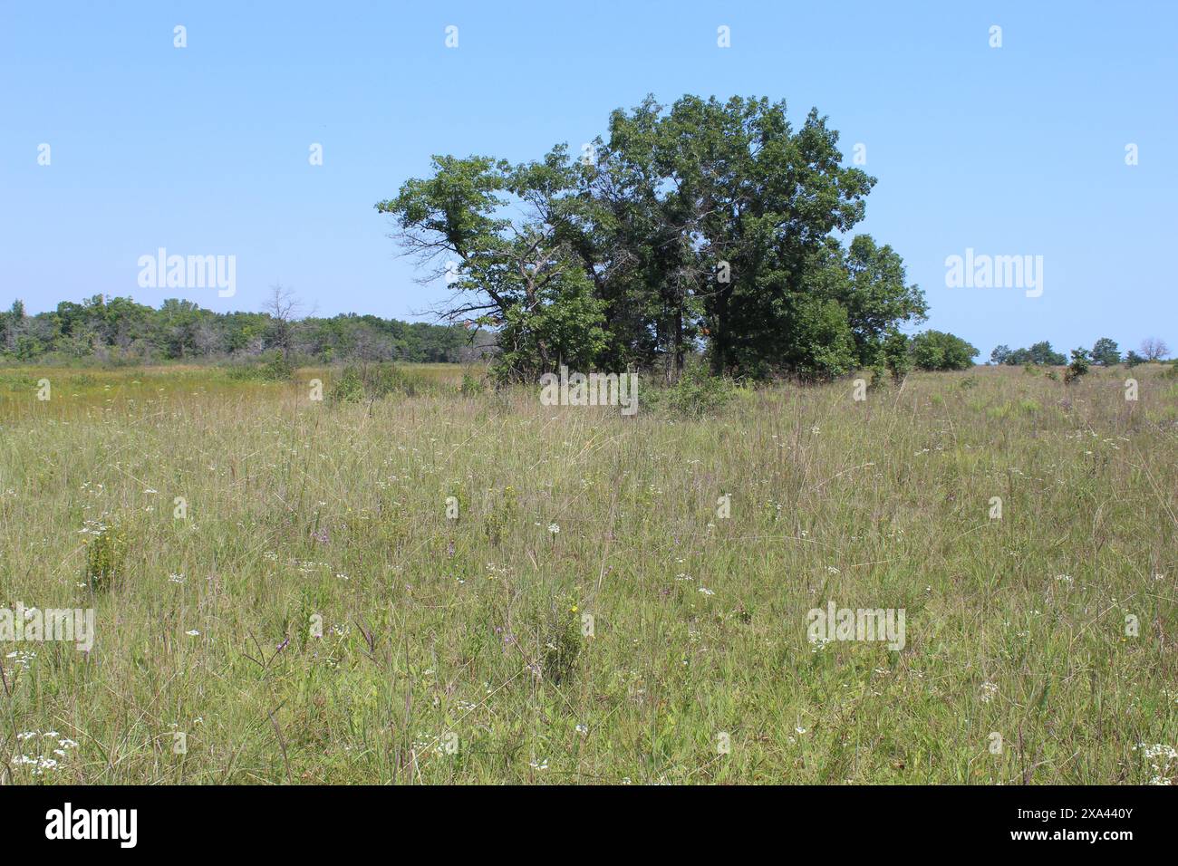 Oak trees in the middle of a savanna at Illinois Beach State Park in ...