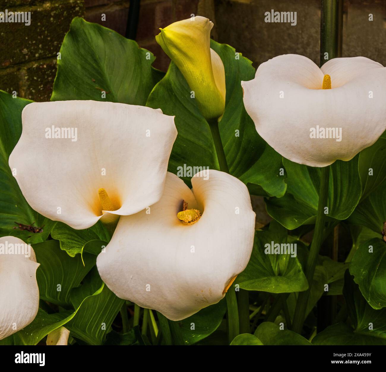 Arum Lily 'Crowborough' Stock Photo - Alamy