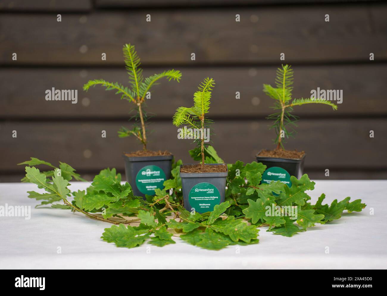 Hanau, Germany. 04th June, 2024. Silver fir seedlings are on the table ...