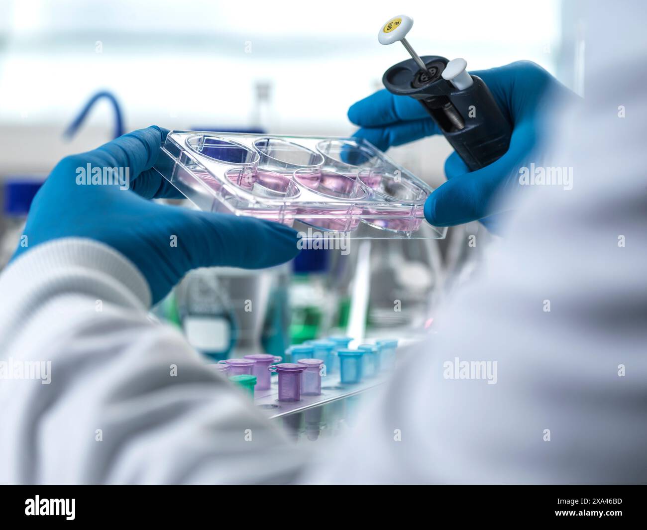 Scientist pipetting liquid into a cell culture plate Stock Photo - Alamy