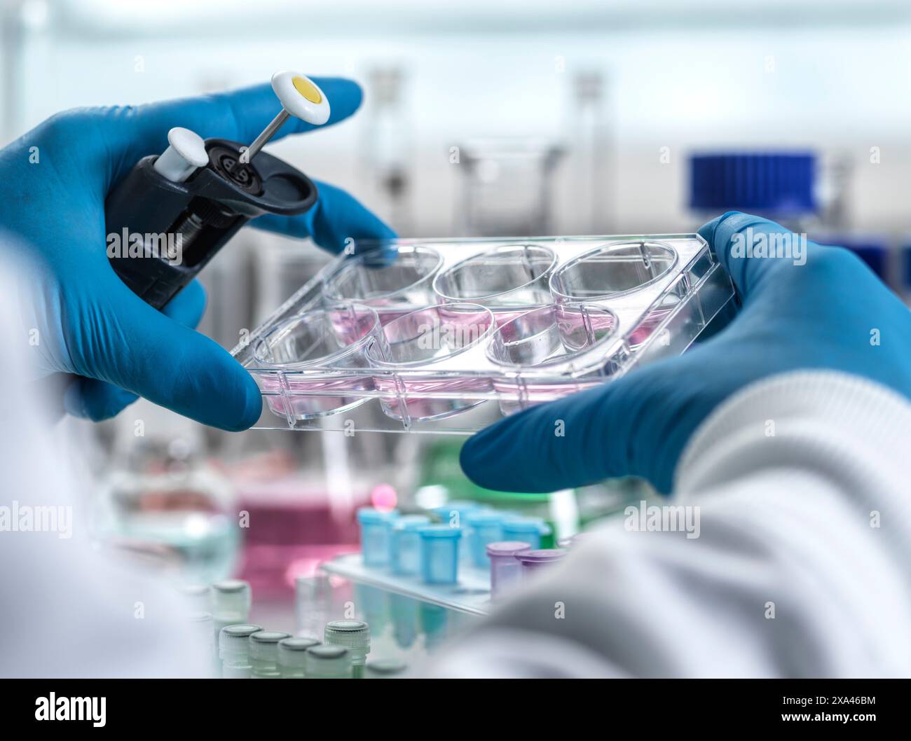 Scientist pipetting liquid into cell culture plate in a lab Stock Photo ...
