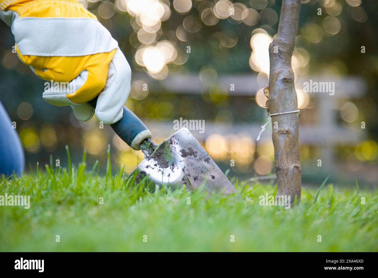 Close up of a man's hand planting a tree Stock Photo - Alamy