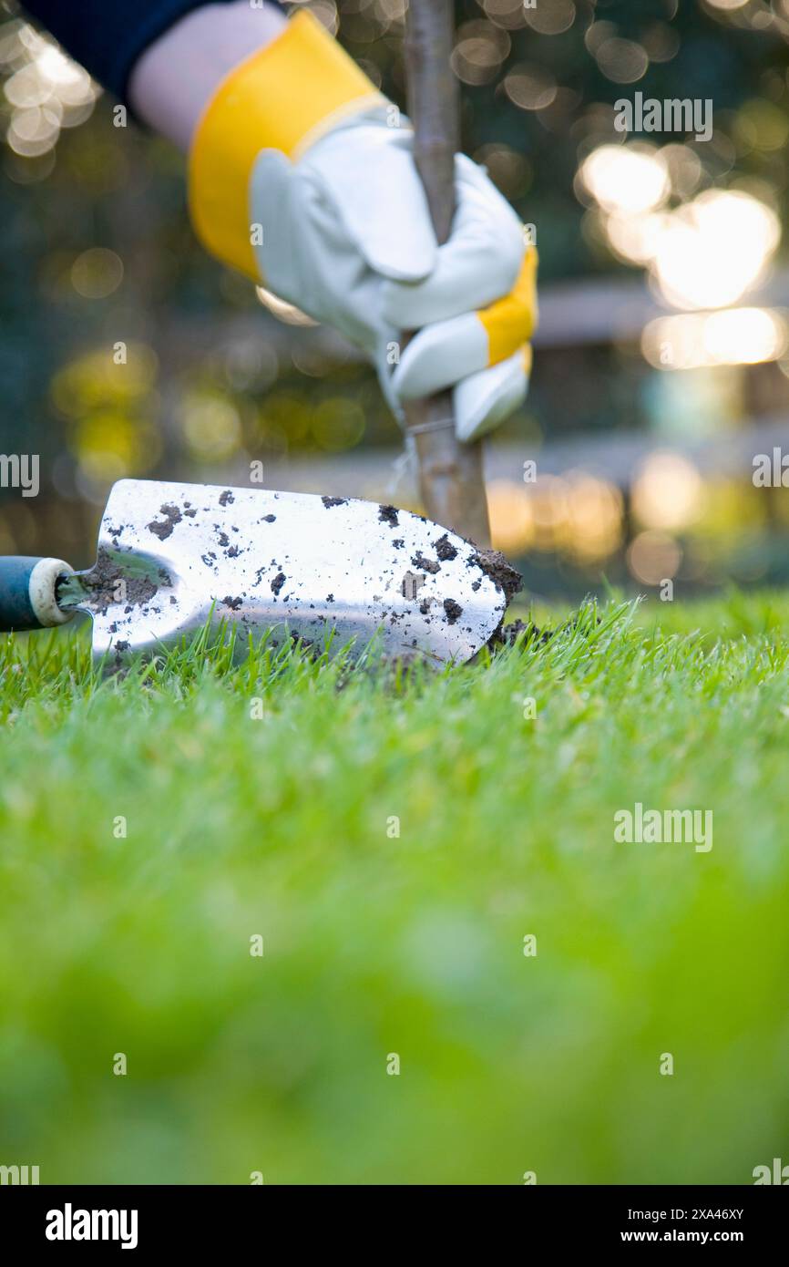 Close up of a man's hand planting a tree Stock Photo - Alamy