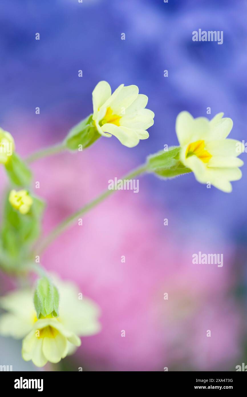 Primrose flowers primula vulgaris hi-res stock photography and images ...