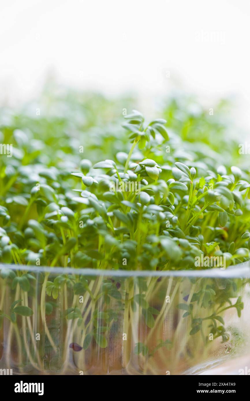 Close up of Watercress Stock Photo - Alamy