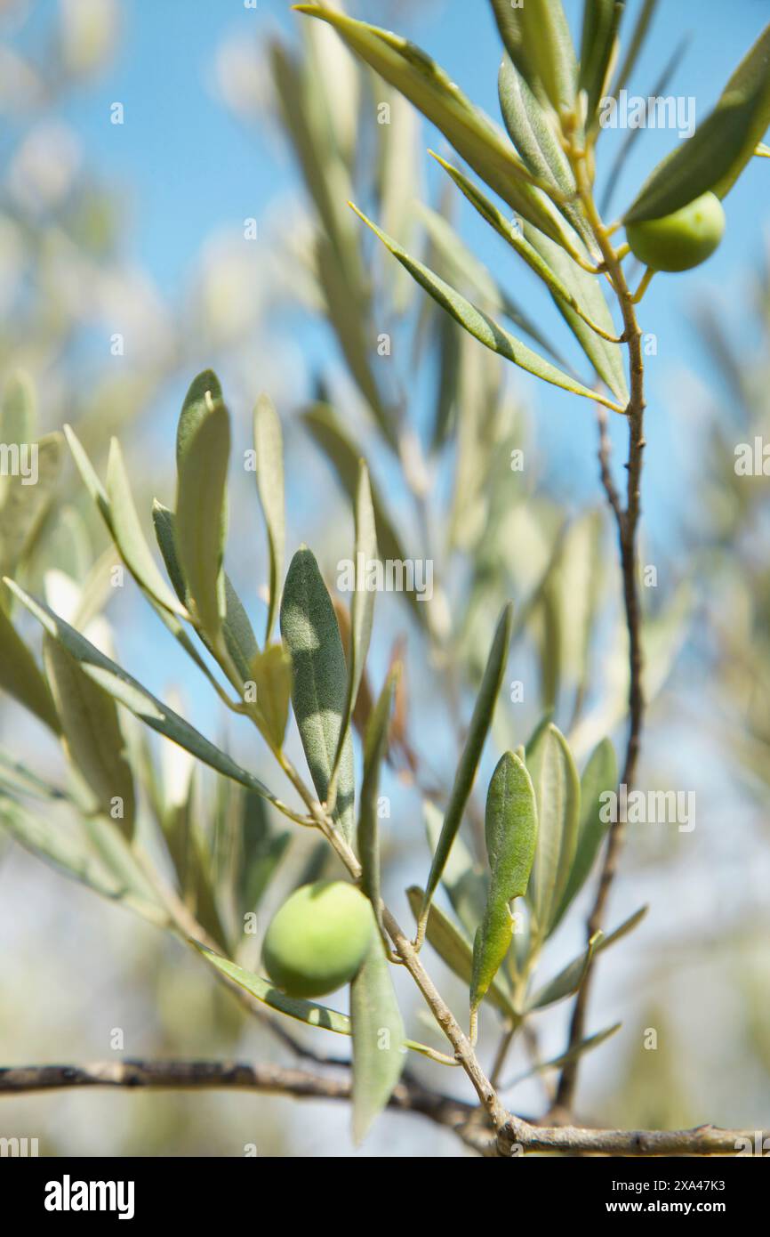 Close up on olive branch hi-res stock photography and images - Alamy