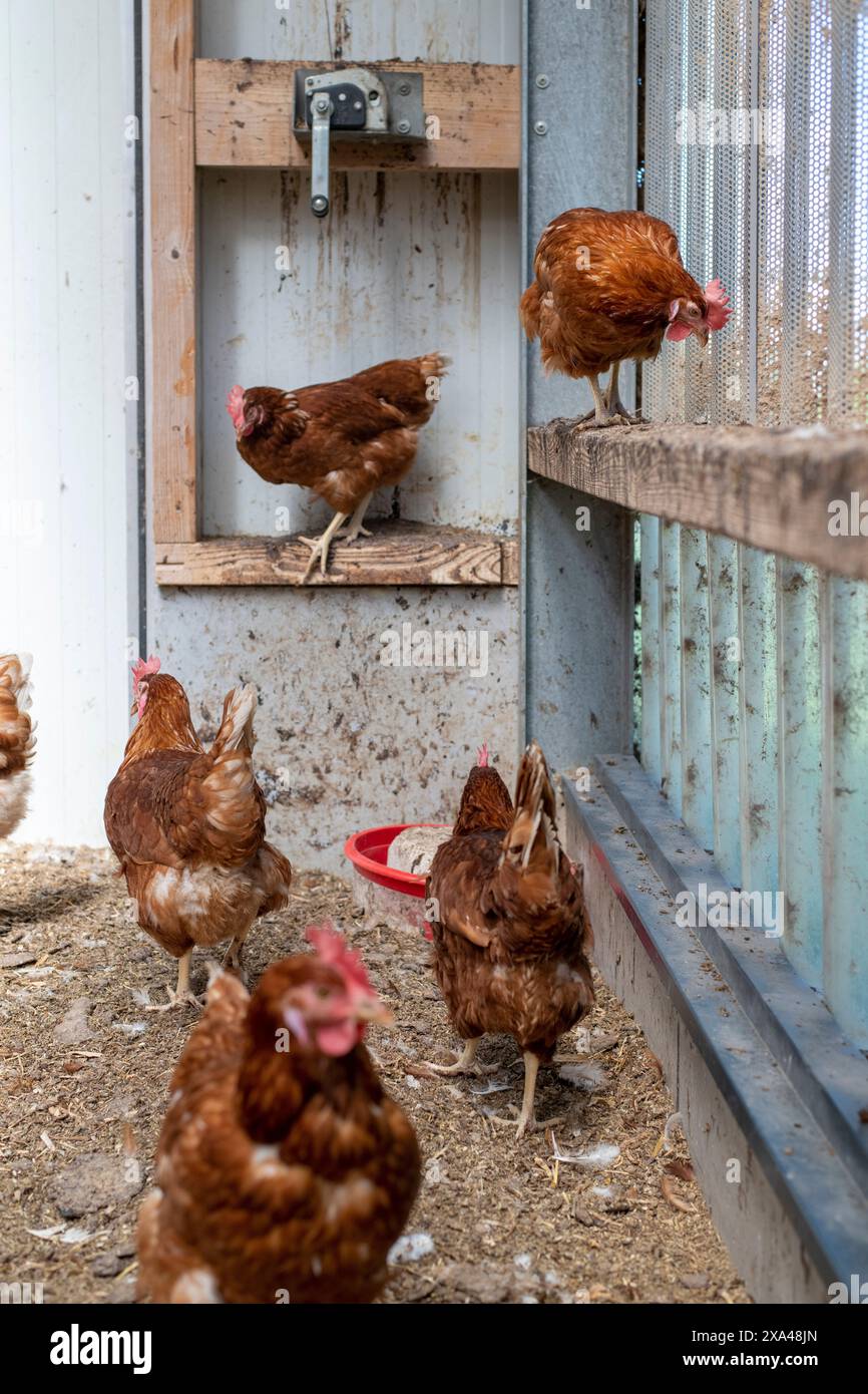 Egg pecking hi-res stock photography and images - Alamy