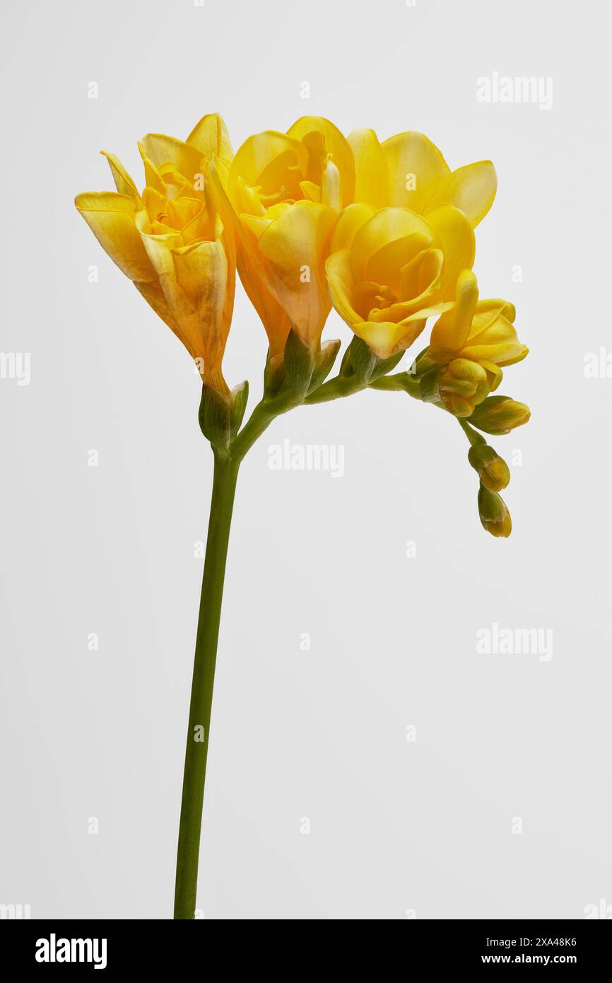 Close up beautiful yellow freesia flowers on stem against white ...