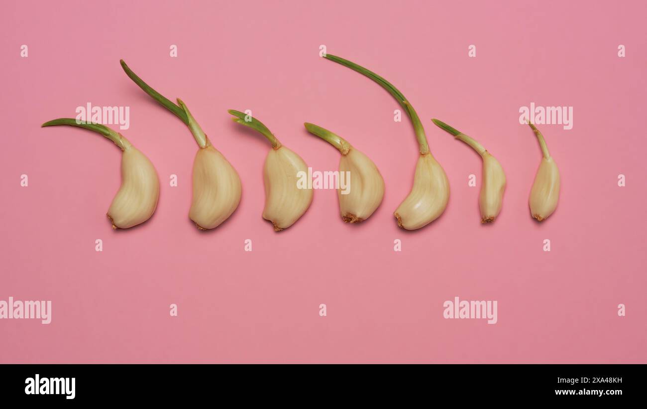 Still life phases of sprouting garlic cloves in a row on pink ...