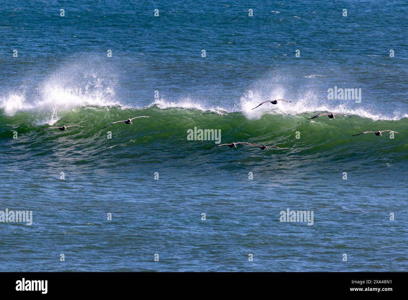 Pelicans Flying Low over the Surf Stock Photo - Alamy