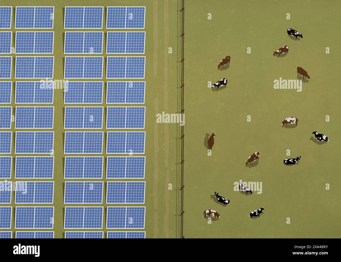 Aerial view from above fence separating cows grazing in field and solar ...
